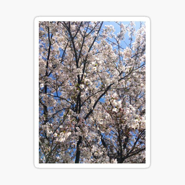 "Cherry blossoms - Cherry tree" Sticker for Sale by fromiana | Redbubble