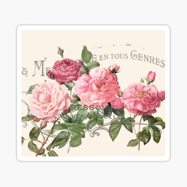 "Pink Cottage Rose" Sticker for Sale by artanlei | Redbubble