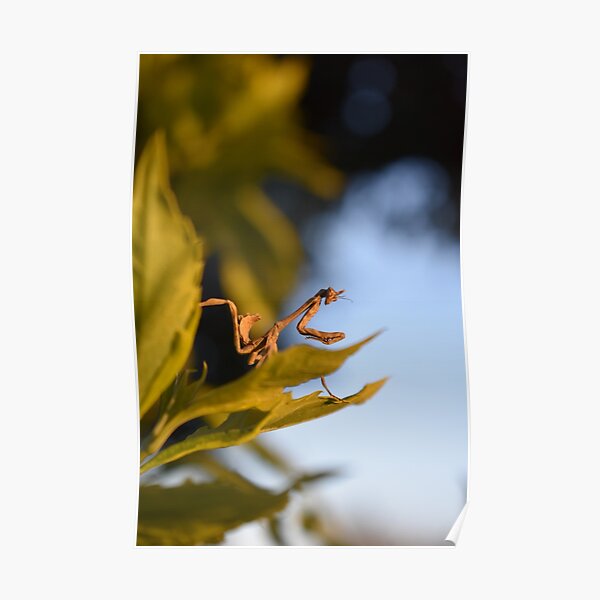 "Mantis" Poster for Sale by Nico-1998 | Redbubble