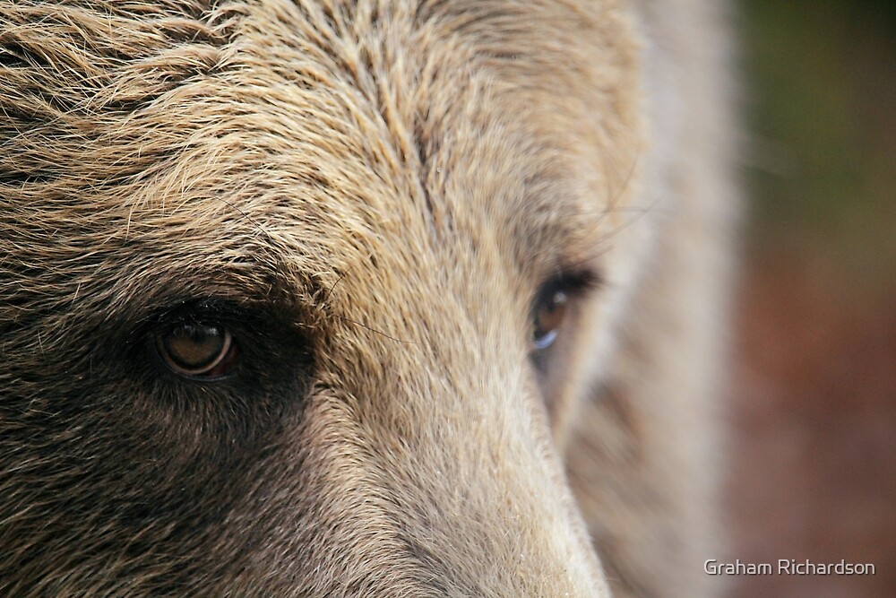 "Brown Bear Eye" by Graham Richardson | Redbubble