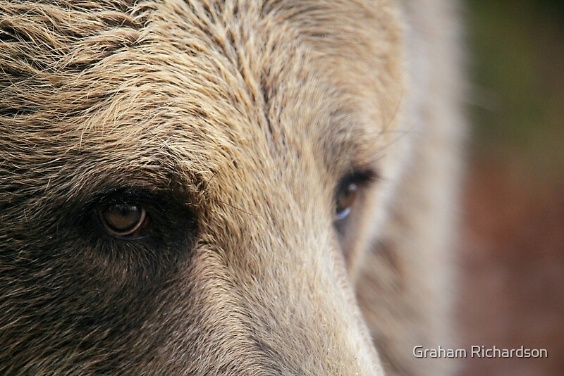 "Brown Bear Eye" by Graham Richardson | Redbubble