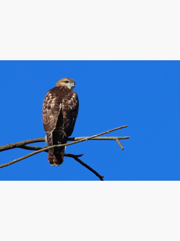 "Red Tailed Hawk" Sticker for Sale by RedHandedOD | Redbubble