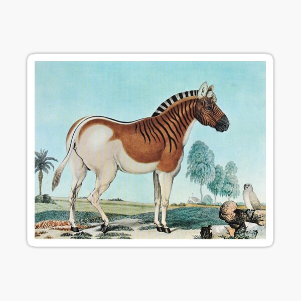 "Quagga" Sticker for Sale by Crom1957 | Redbubble