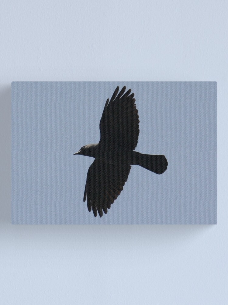 "Jackdaw In Flight Photograph" Canvas Print for Sale by taiche | Redbubble