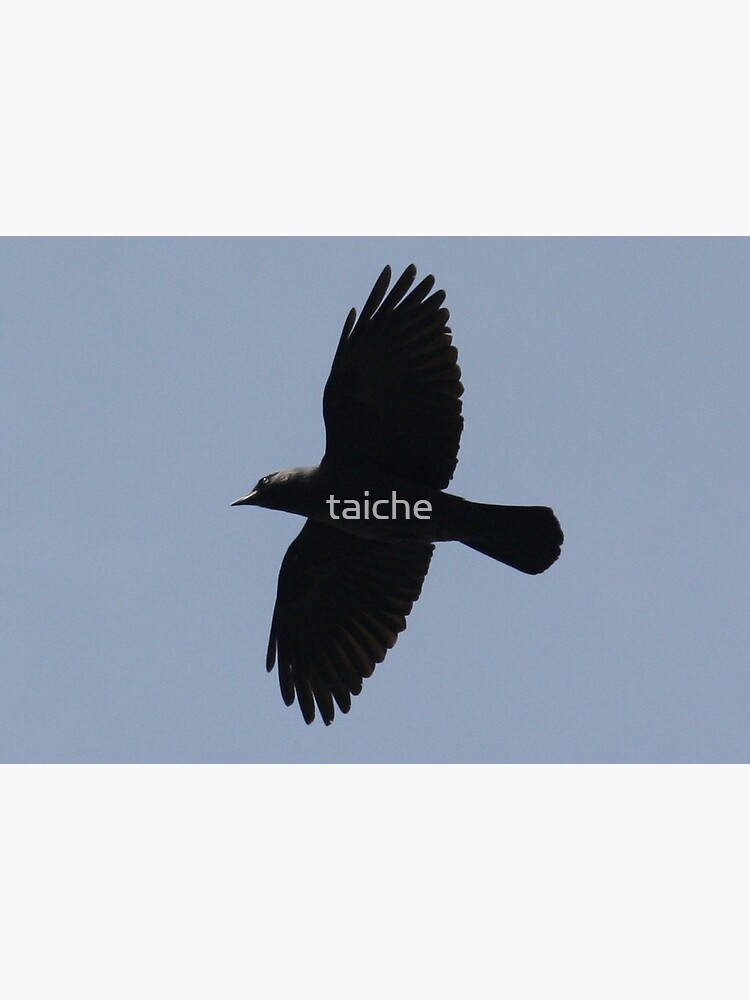 "Jackdaw In Flight Photograph" Canvas Print for Sale by taiche | Redbubble