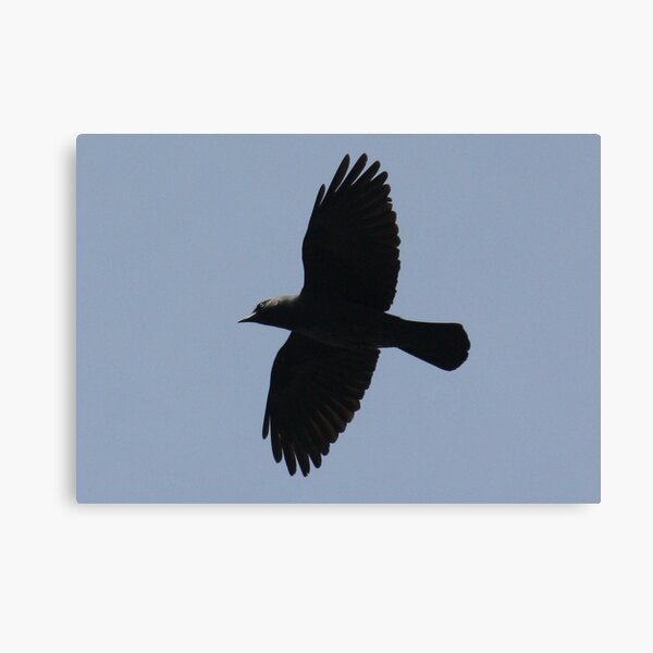 "Jackdaw In Flight Photograph" Canvas Print for Sale by taiche | Redbubble