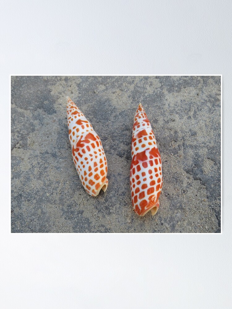 "Mitra mitra seashells" Poster for Sale by greentiger1 | Redbubble