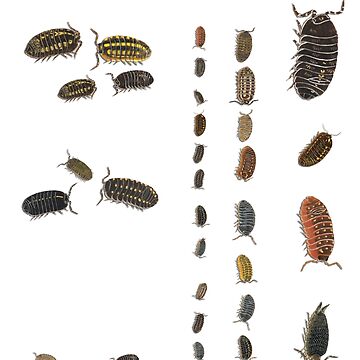 "Red backpack full of pill bugs." Backpack for Sale by Luggnagg | Redbubble