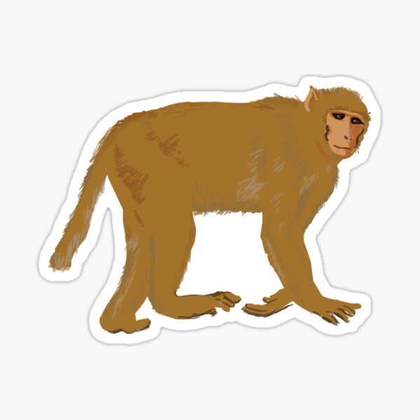 "Monkey Baboon " Sticker for Sale by Manitarka | Redbubble