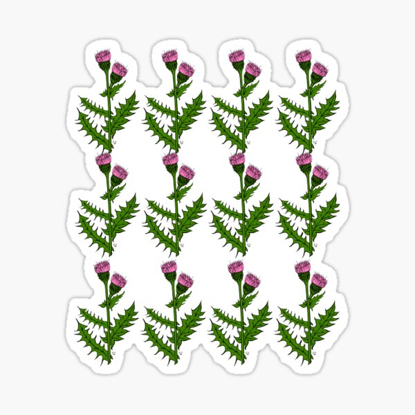 "Thistle Plant Pattern Design" Sticker for Sale by kasem1980 | Redbubble