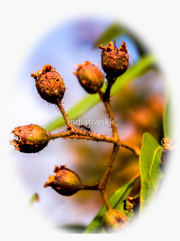 "Ant on gum nut " Sticker for Sale by indiafrankk | Redbubble