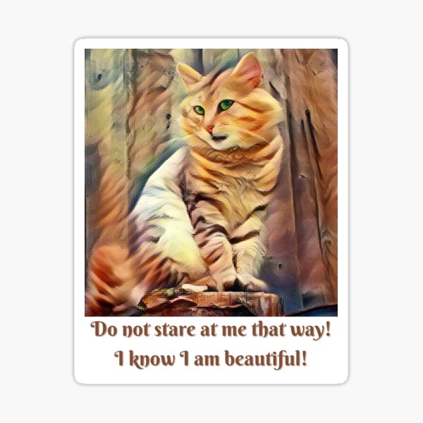 "Do not stare at me that way! I know I am beautiful! - Beautiful Cat ...