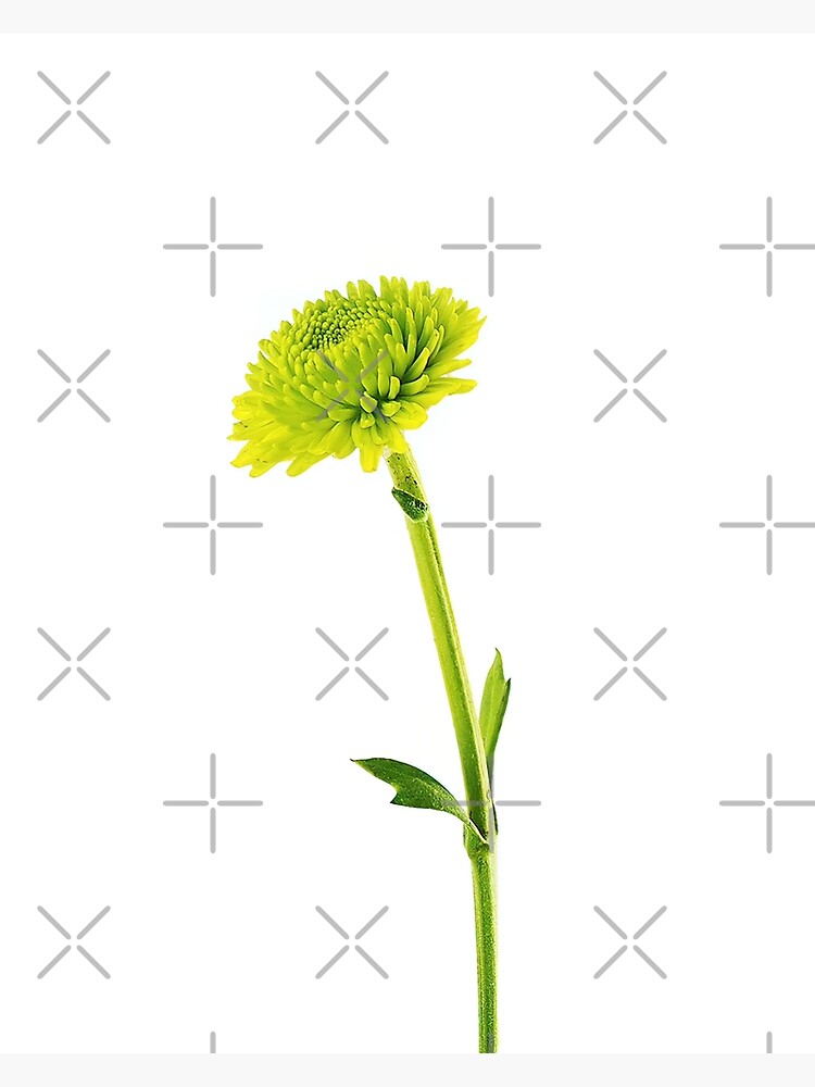 "Rudbeckia laciniata - Green Cutleaf coneflower Photography" Poster for ...