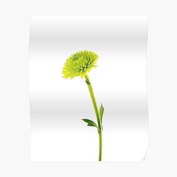 "Rudbeckia laciniata - Green Cutleaf coneflower Photography" Poster for ...