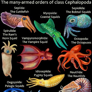 "The Cephalopod: Octopus, Squid, Cuttlefish, and Nautilus" Poster for ...
