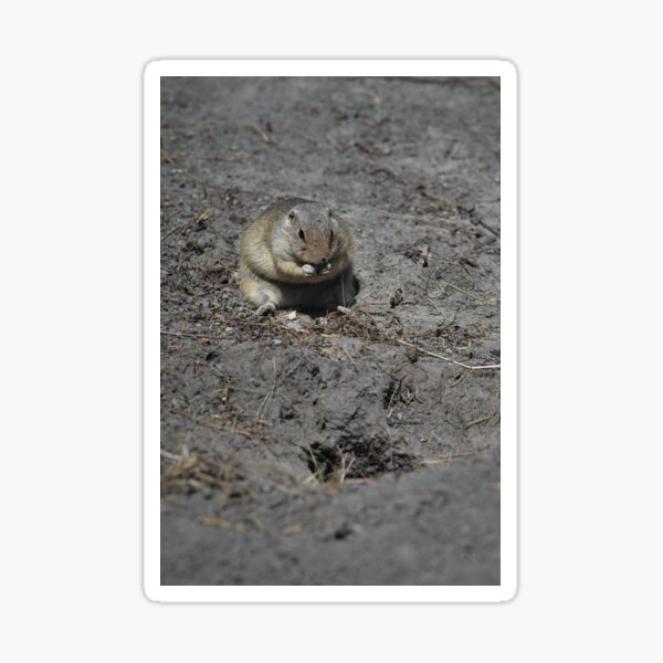 "The black-tailed prairie dog " Sticker for Sale by TomasPospisil ...