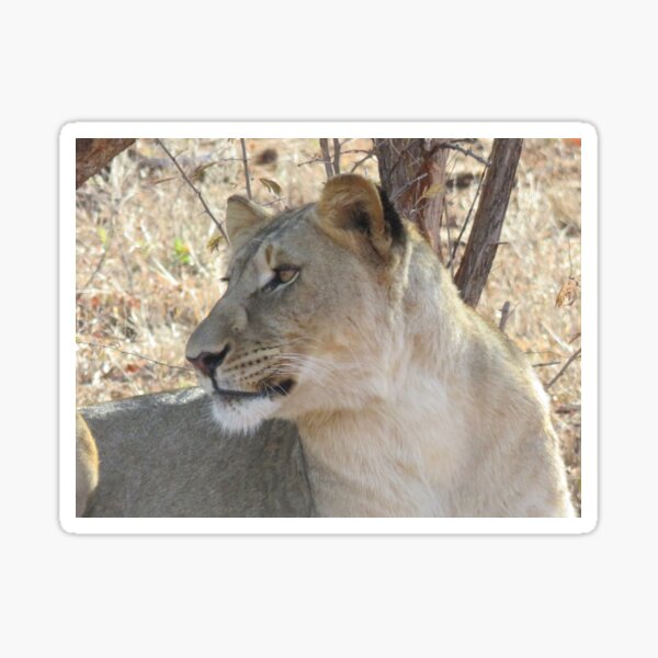 "Lioness side" Sticker for Sale by Azuridian | Redbubble