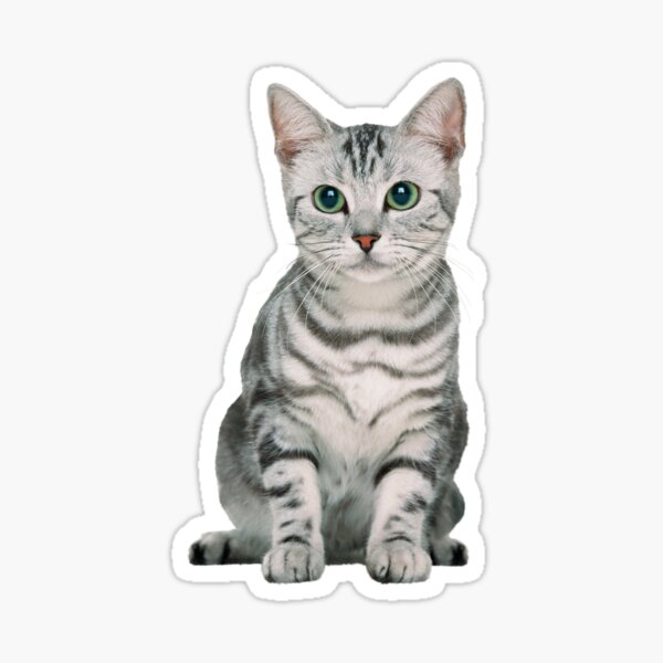 "Cat " Sticker for Sale by Worldinpalm | Redbubble