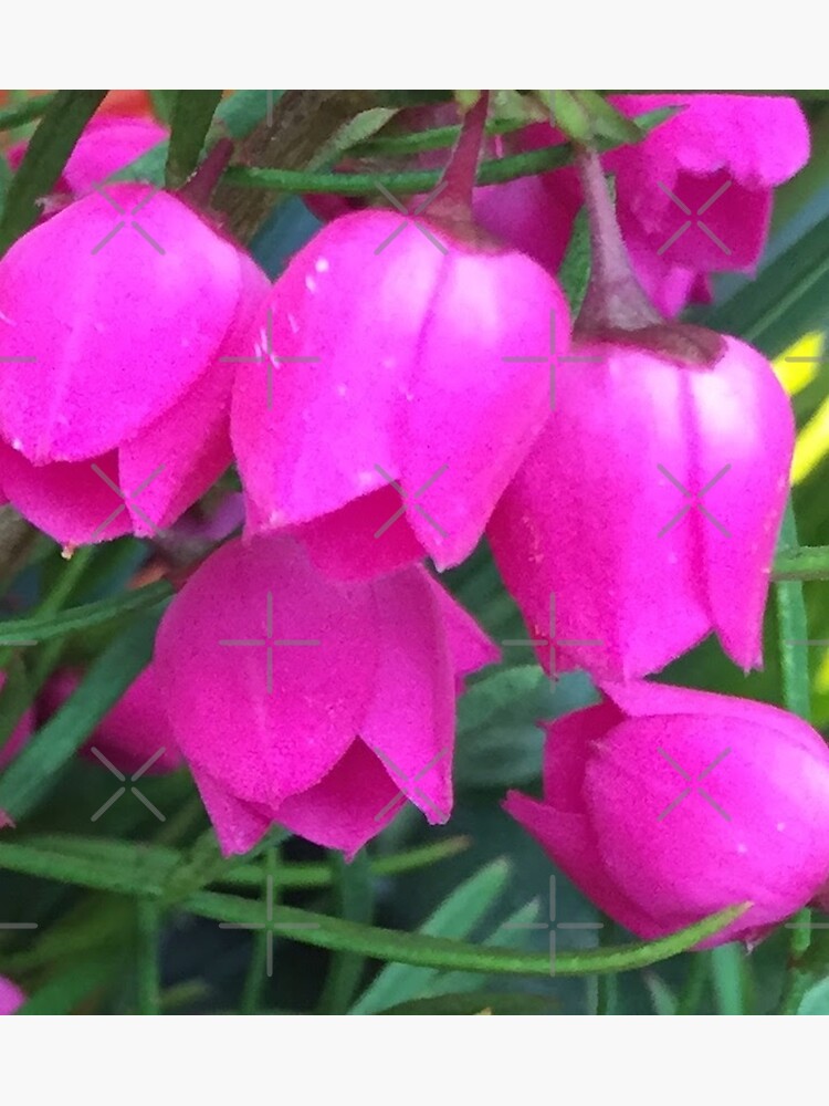 "Petite Pink Bell Flowers" Poster for Sale by Photomersion | Redbubble