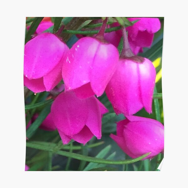 "Petite Pink Bell Flowers" Poster for Sale by Photomersion | Redbubble