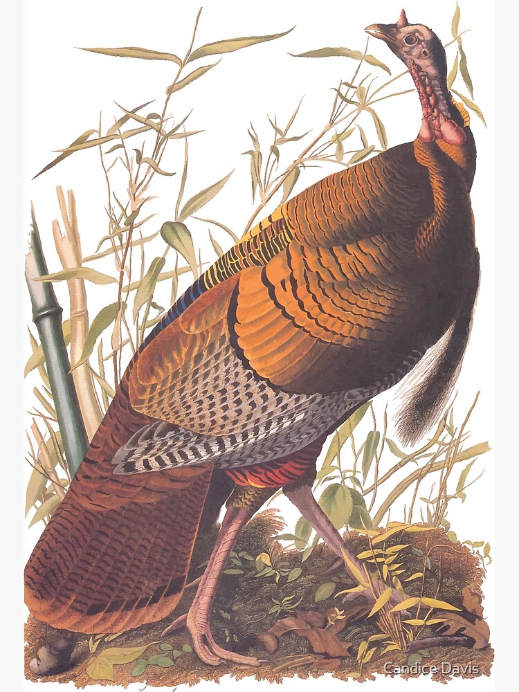 "Audubon Wild Turkey" Poster for Sale by Candice Davis | Redbubble