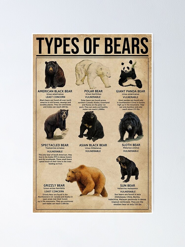 "Types Of Bears Poster" Poster for Sale by lancelapulap | Redbubble