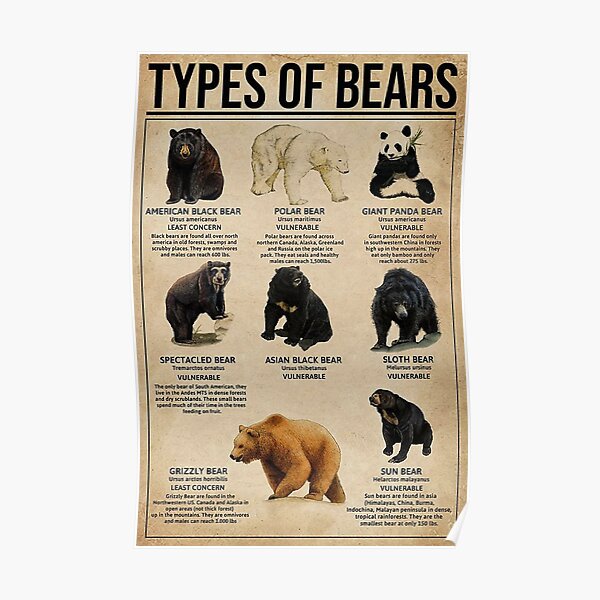 "Types Of Bears Poster" Poster for Sale by lancelapulap | Redbubble