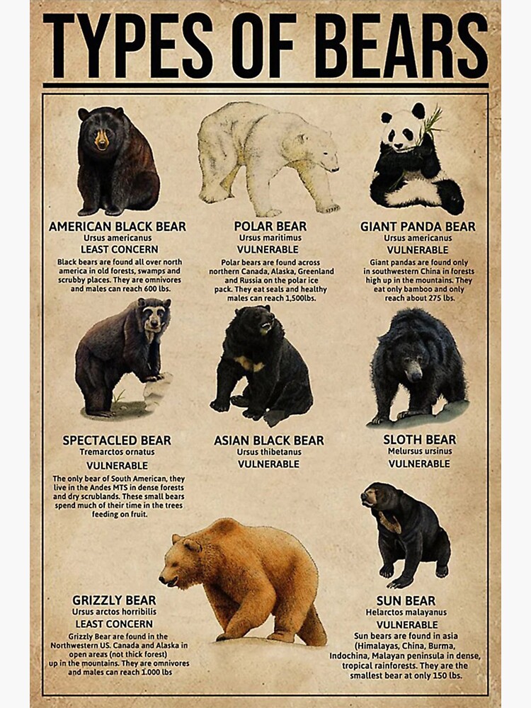"Types Of Bears Poster" Sticker for Sale by lancelapulap | Redbubble