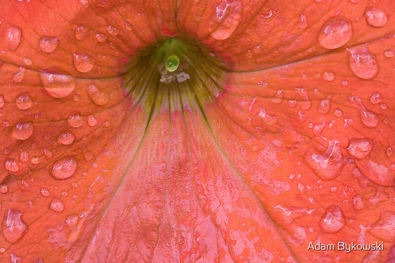 "Petunia Crying in the Rain" by Adam Bykowski | Redbubble