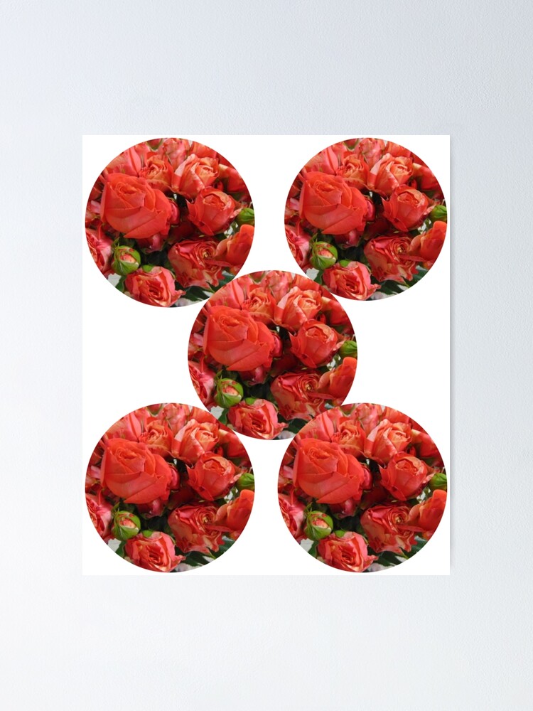 "5 Cute Pink Red Roses: Roses For Remembrance" Poster for Sale by ...