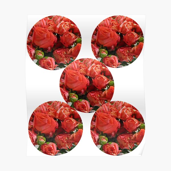 "5 Cute Pink Red Roses: Roses For Remembrance" Poster for Sale by ...