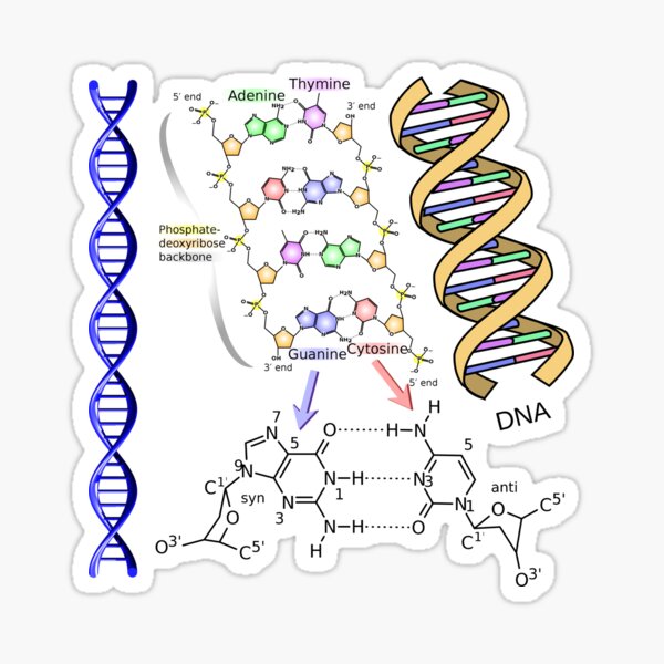 "DNA Double Helix Chemical Formula Molecules Science Art (Light ...