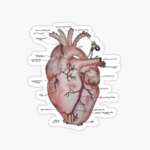 "Subclavian Artery Swing" Sticker for Sale by kristenconnors | Redbubble