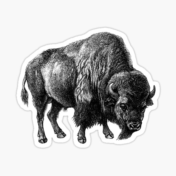 "Vintage Buffalo " Sticker for Sale by TheNewAntique | Redbubble