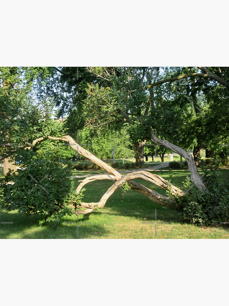 "Old bent tree" Poster for Sale by Shulie1 | Redbubble