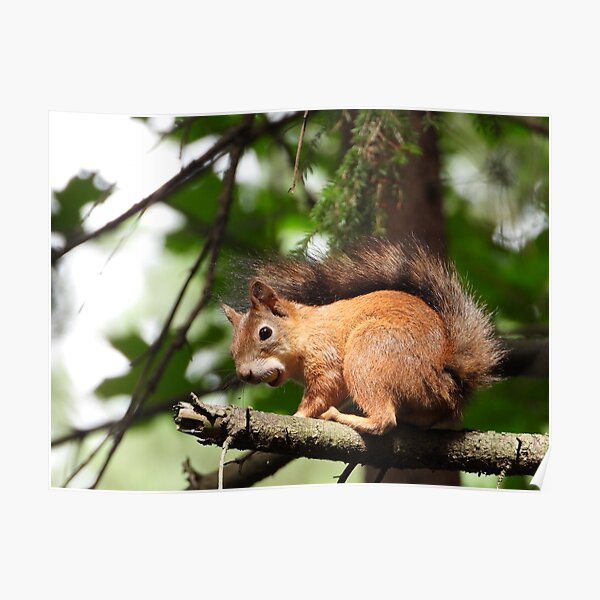 "The red squirrel (Sciurus vulgaris)" Poster for Sale by Sansiona ...