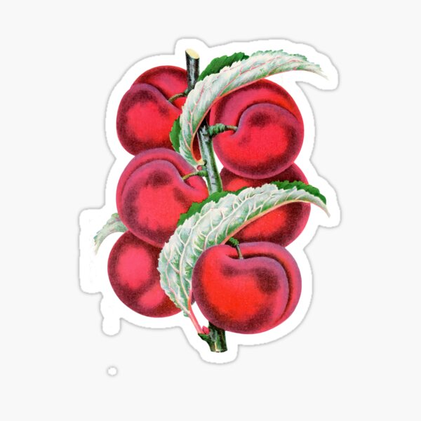 "Apricot plum fruit illustration " Sticker for Sale by sunnyartgarden ...