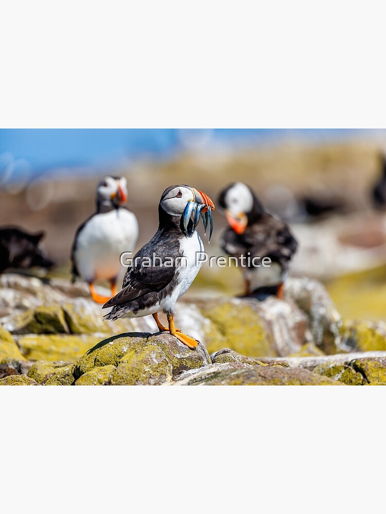 "Atlantic Puffin with Sand Eels" Poster for Sale by GrahamPrentice ...