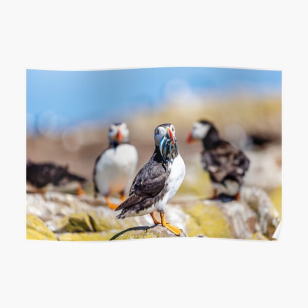 "Atlantic Puffin with Sand Eels" Poster for Sale by GrahamPrentice ...
