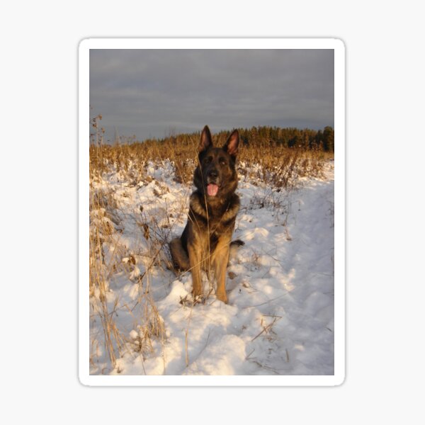 "Gsd winter" Sticker for Sale by Lelllu | Redbubble