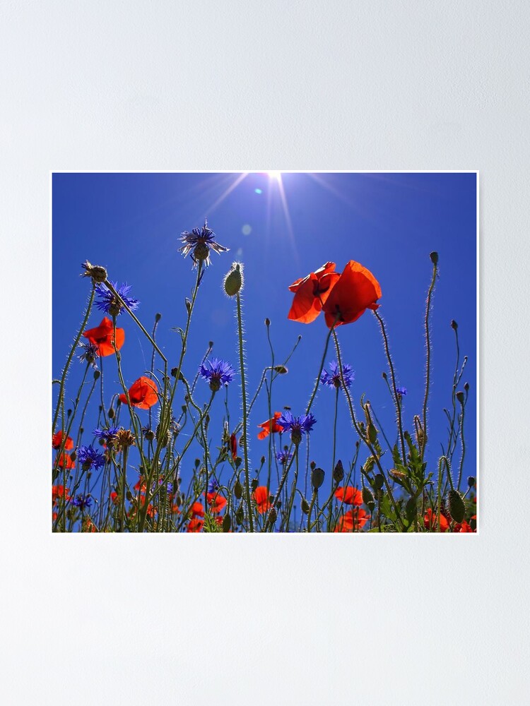 "red and purple roses embracing a blue sky and sun rays" Poster for ...