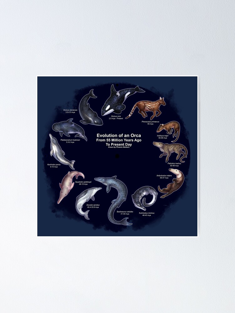 "Evolution of an Orca (Navy)" Poster for Sale by Phoenix Baldwin ...