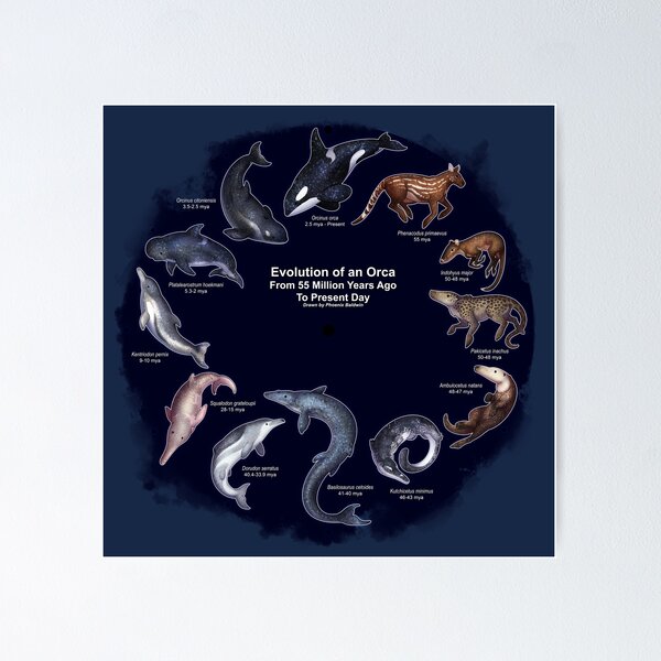 "Evolution of an Orca (Navy)" Poster for Sale by Phoenix Baldwin ...