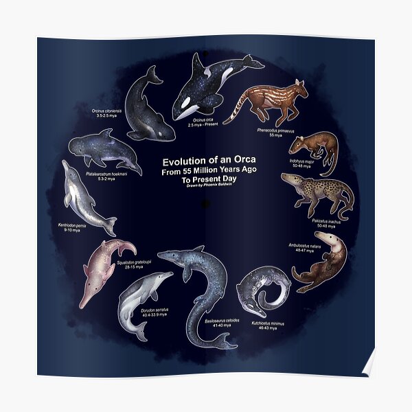"Evolution of an Orca (Navy)" Poster for Sale by FeenicksPhoenix ...
