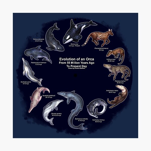 "Evolution of an Orca (Navy)" Photographic Print for Sale by Phoenix ...