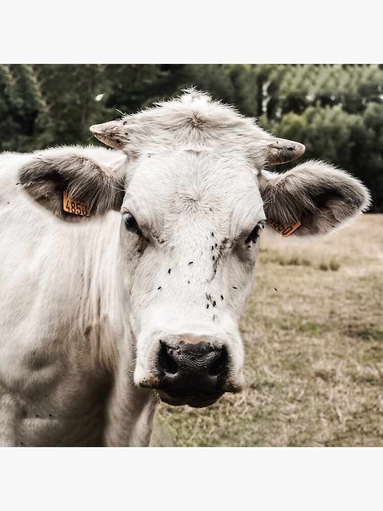 "cute cow looking at you" Sticker for Sale by Slalon85 | Redbubble