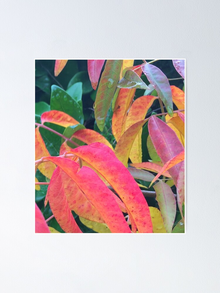 "Rainbow Fall Leaves - The Autumn of Every Color" Poster for Sale by ...