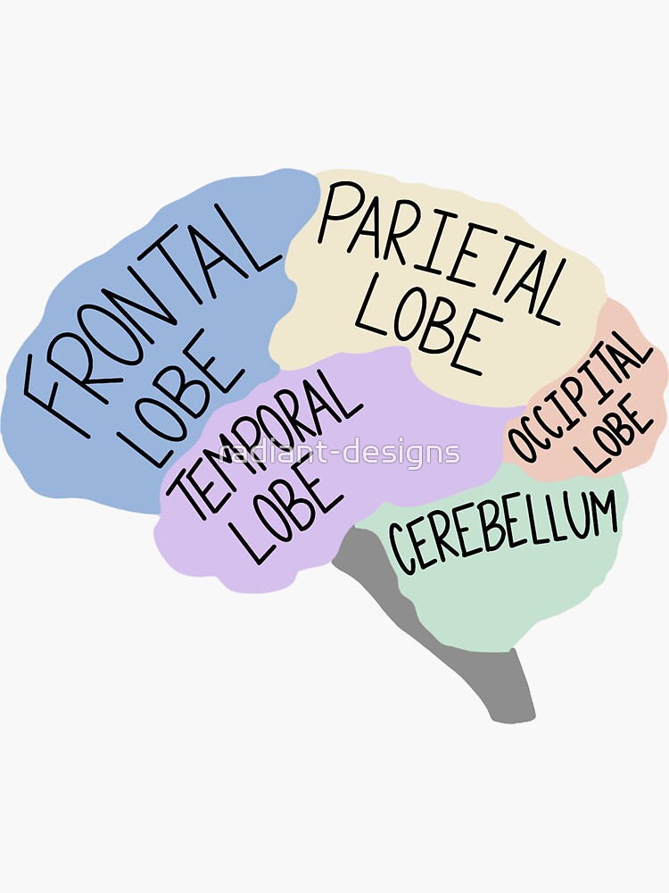 "Aesthetic Brain Diagram" Sticker for Sale by radiant-designs | Redbubble