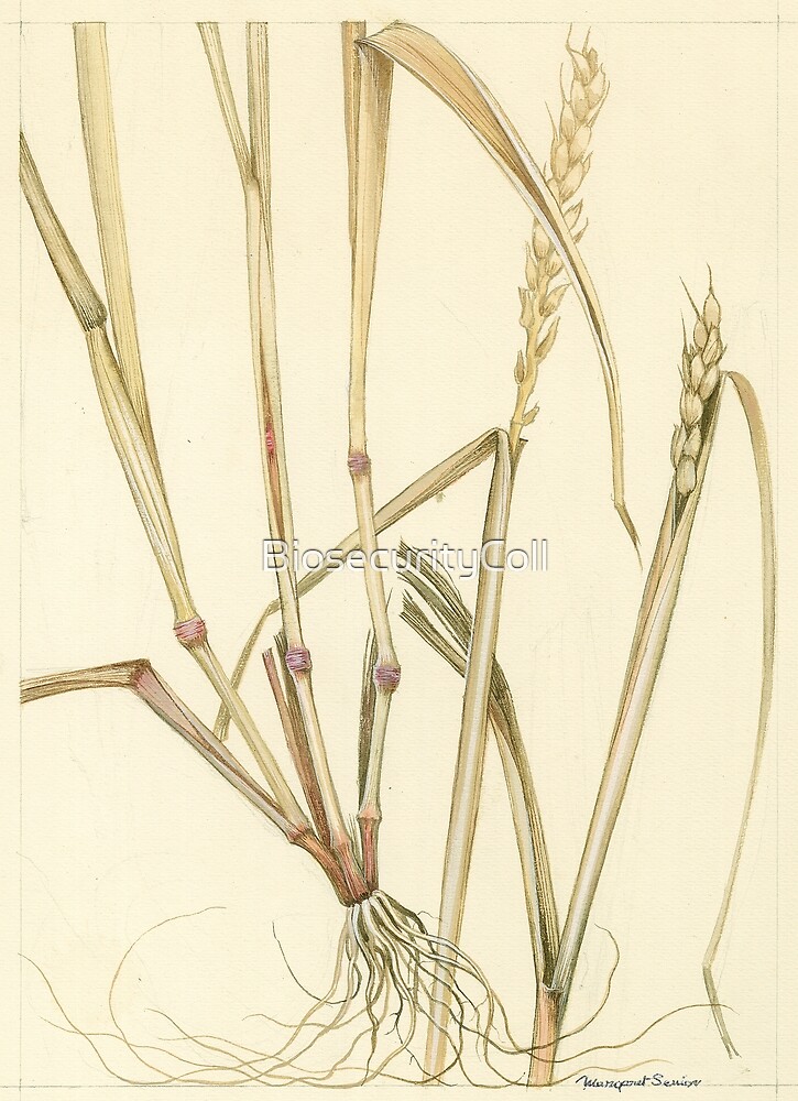 "Fusarium Foot Rot of Wheat" by BiosecurityColl | Redbubble