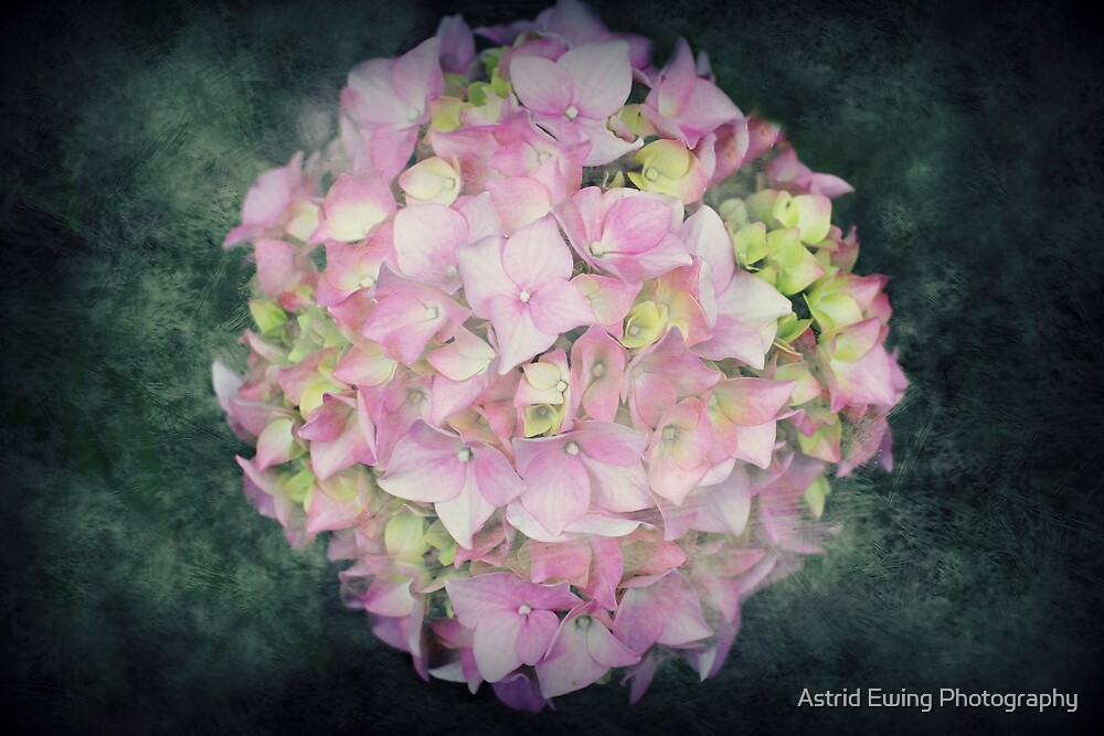 "Hydrangea Ball" by ASTRID EWING | Redbubble
